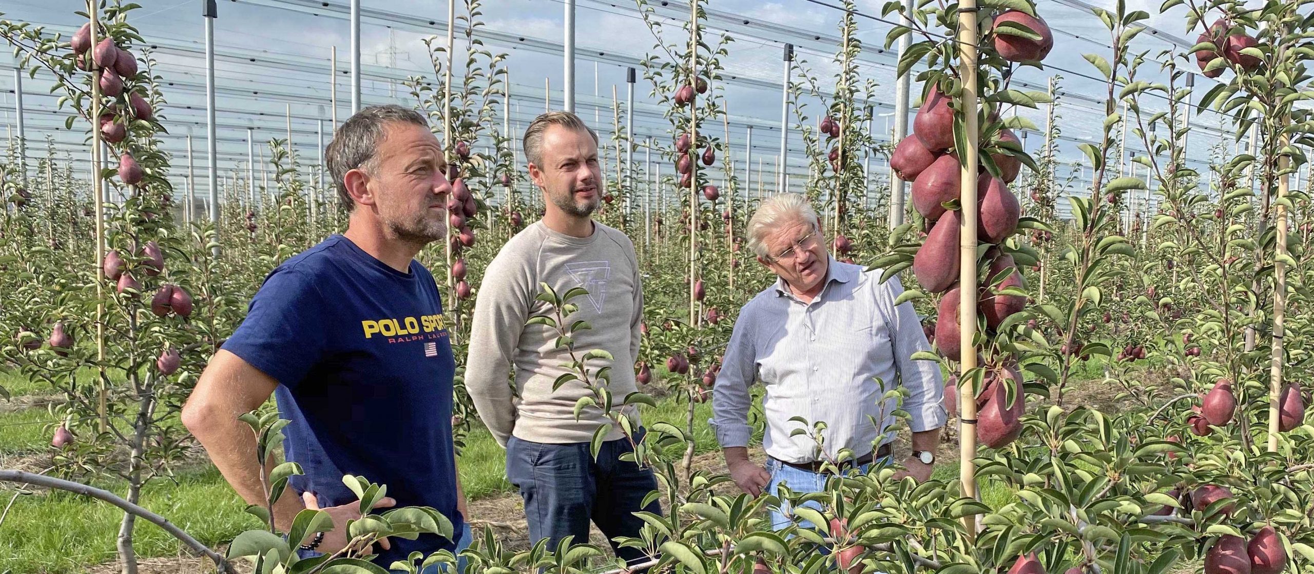 Diamonds are blue, pears are red - Made in