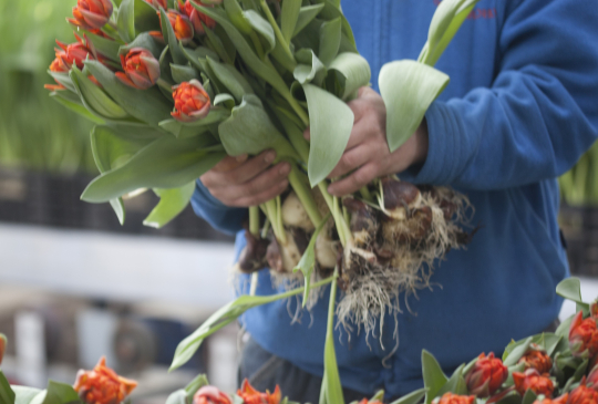 Plantenwinkel De Stek steunt actie om Oekraïense vrouwen in bloemetjes ...