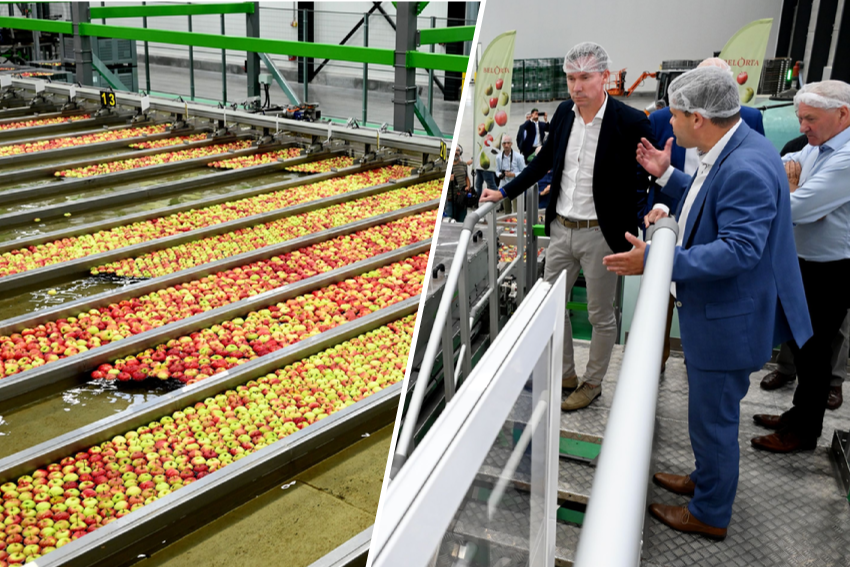 Belorta opent nieuw sorteercentrum dat appelen en peren automatisch ...