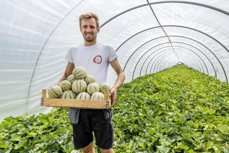 De eerste Bevelse meloenen zijn plukrijp én zoet: “Ze zijn gezaaid op ...