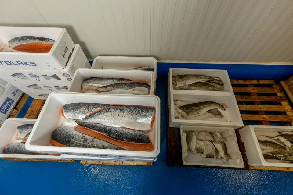 Hoe Alfa Fish uitgroeide tot de snelstgroeiende vishandel van België: “We komen nochtans ...