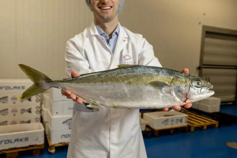 Hoe Alfa Fish uitgroeide tot de snelstgroeiende vishandel van België: “We komen nochtans ...